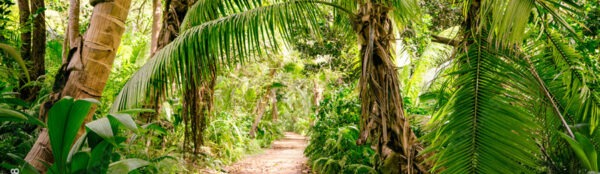 Jungle Party Theme - Daniel Lay Event Services